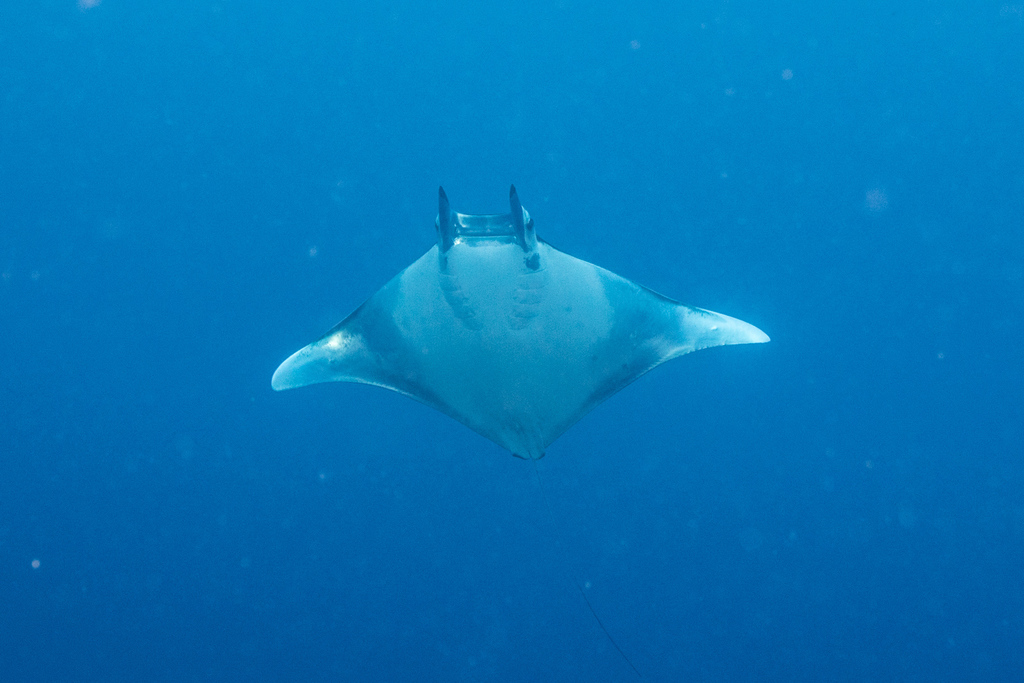 Bentfin Devil Ray (Mobula thurstoni) - Marine Life Identification