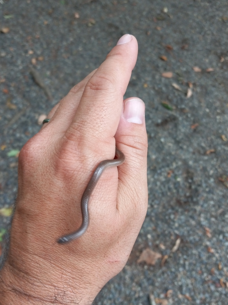 Flat-headed Snake from Kilgore, TX 75662, USA on August 15, 2021 at 04: ...