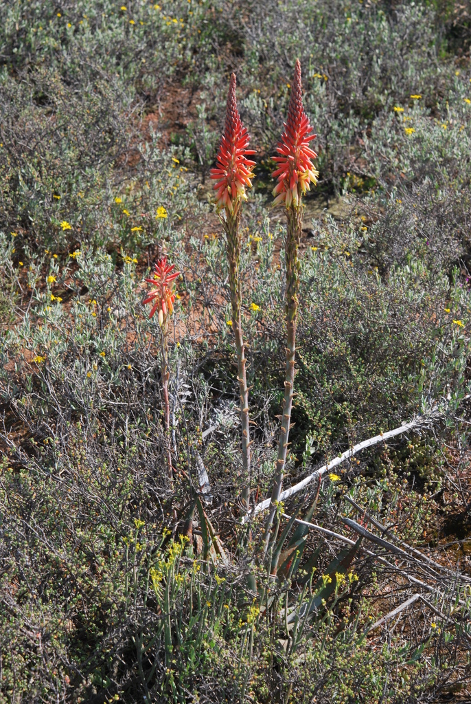 small-spotted aloe from Oudtshoorn Commonage on August 29, 2010 by ...