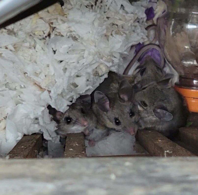 North American Mice and Rats from San Luis Obispo, CA 93402, USA on ...