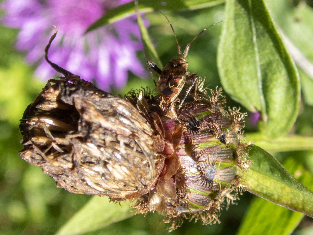 Clouded Plant Bug from Skaneateles Conservation Area, Onondaga County ...