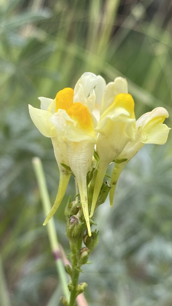 common toadflax from Ashton, ID, US on August 05, 2021 at 11:44 AM by ...