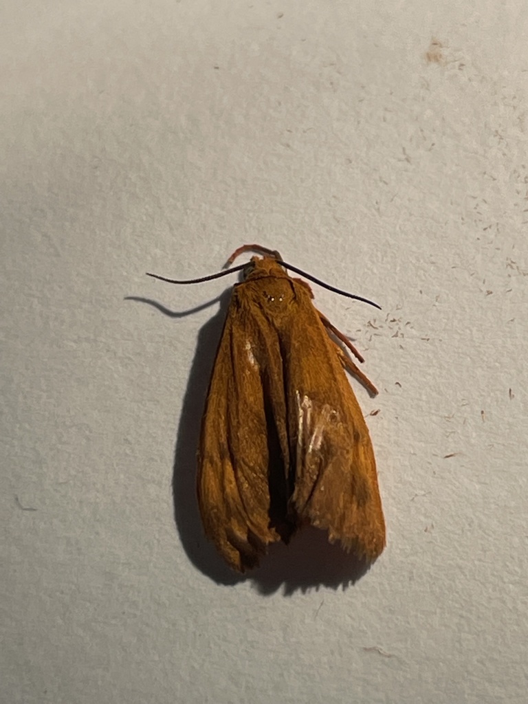 Rusty Virbia Moth from Nichols St, Carmel, NY, US on August 15, 2021 at ...