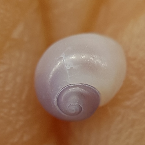 Least Lacuna (Lacuna parva) · iNaturalist