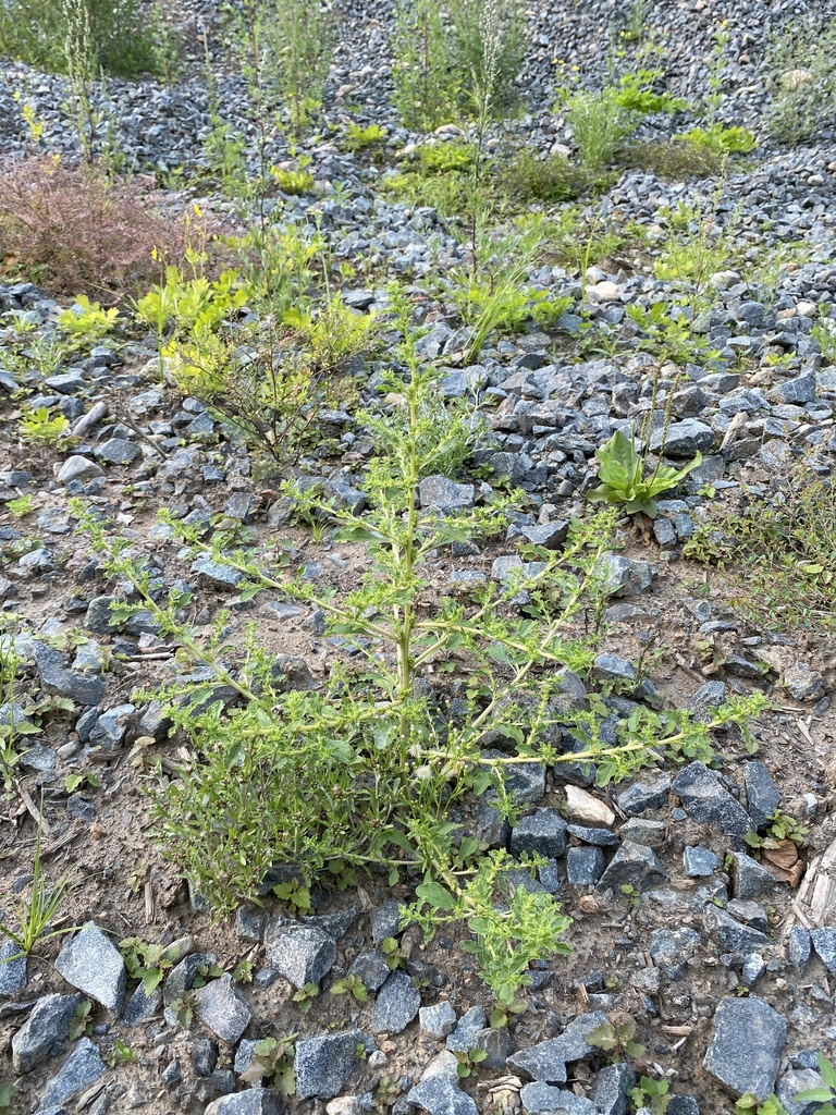 prostrate pigweed from Severobaykal'skiy, RU-BU, RU on July 30, 2021 at ...
