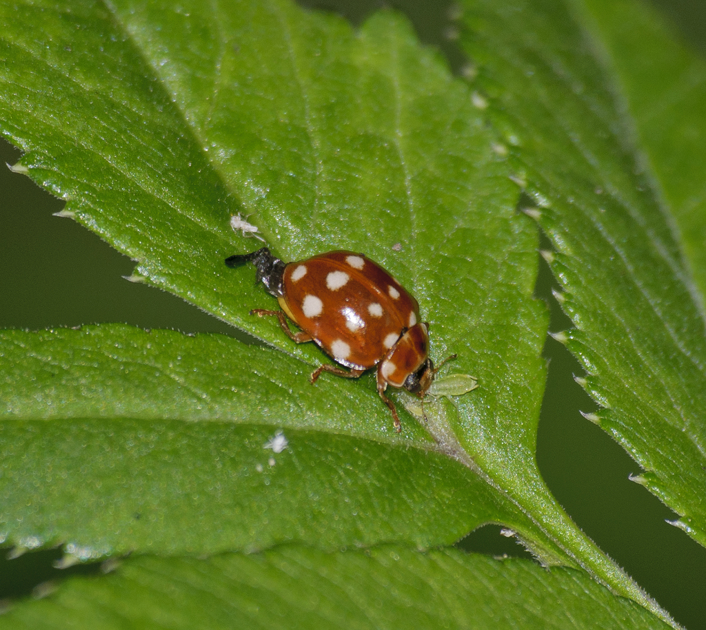 Cream-spotted Ladybird from Ulricehamn SV, Sverige on July 12, 2021 at ...