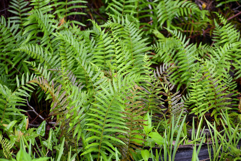 Swamp Shield-fern from Condado de Miami-Dade, Florida, EE. UU. on ...