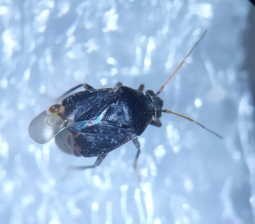 Charagochilus weberi · iNaturalist