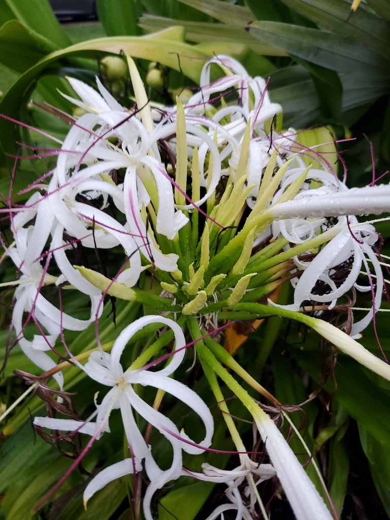 Tree Crinum from Venice on August 15, 2021 at 07:38 PM by kimtadd1 ...