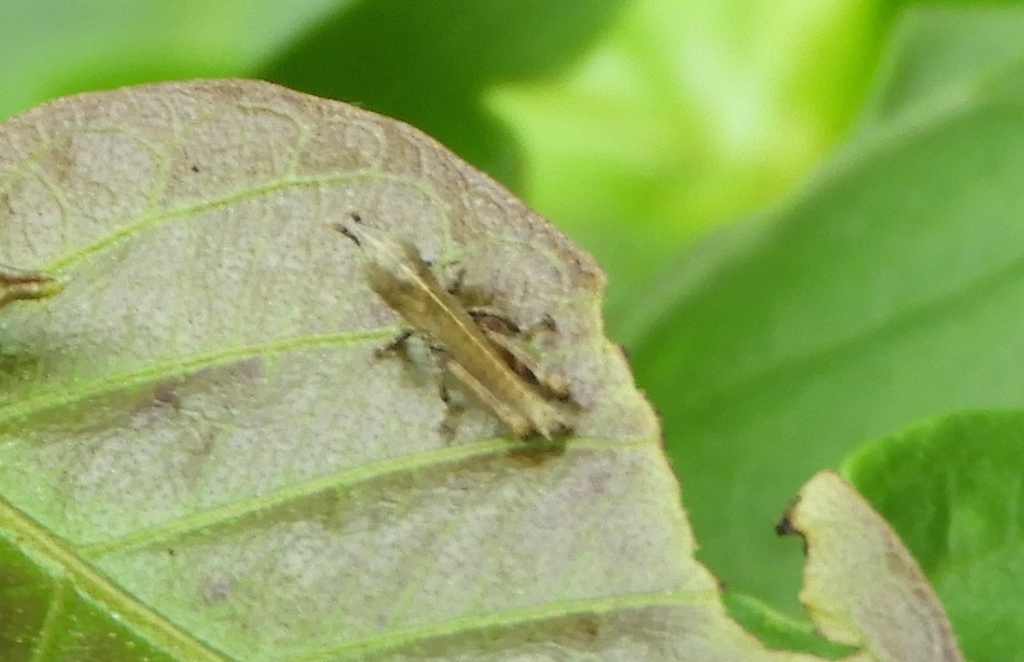 Proctolabus from Mazatlán, Sin., México on August 15, 2021 at 11:57 AM ...
