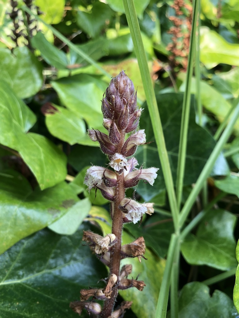 ivy broomrape from Berkeley University of California, Berkeley, CA, US ...