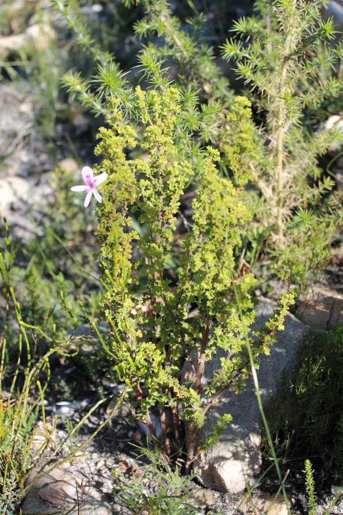 Lemon-scented Geranium (Pelargonium crispum) - Botanical Realm