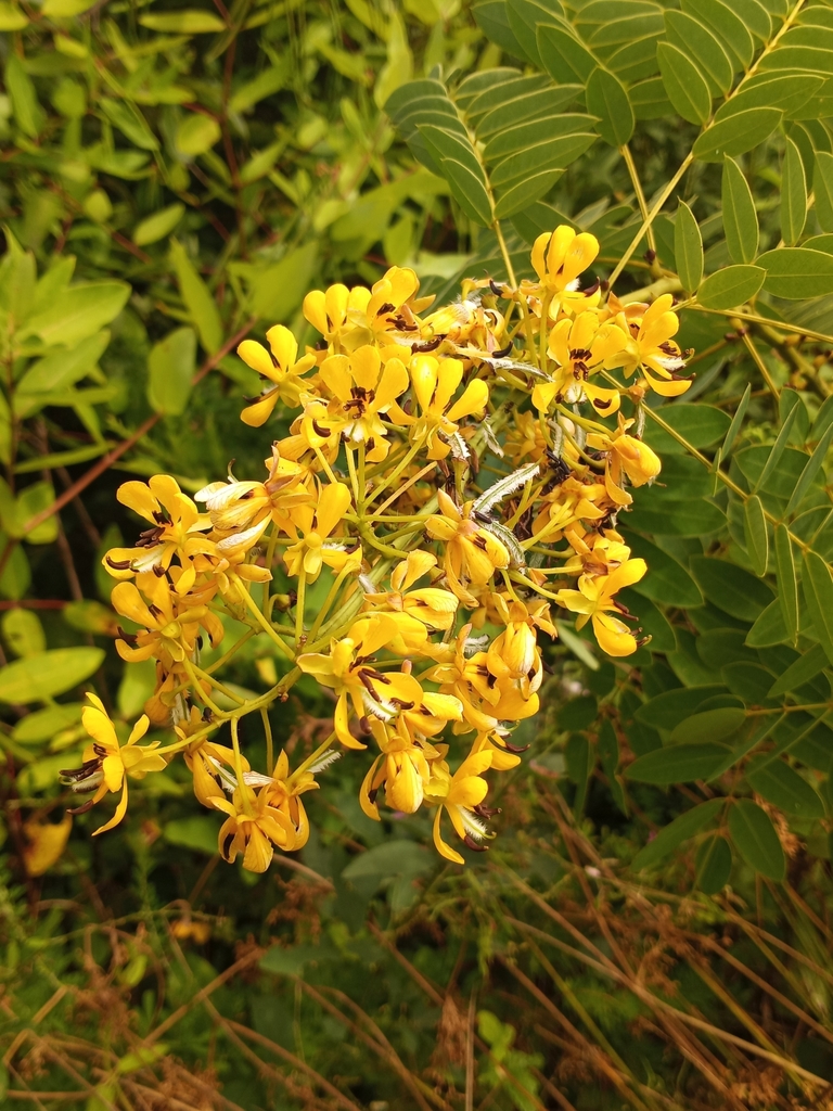 American senna from Easton, MD 21601, USA on August 15, 2021 at 02:20 ...