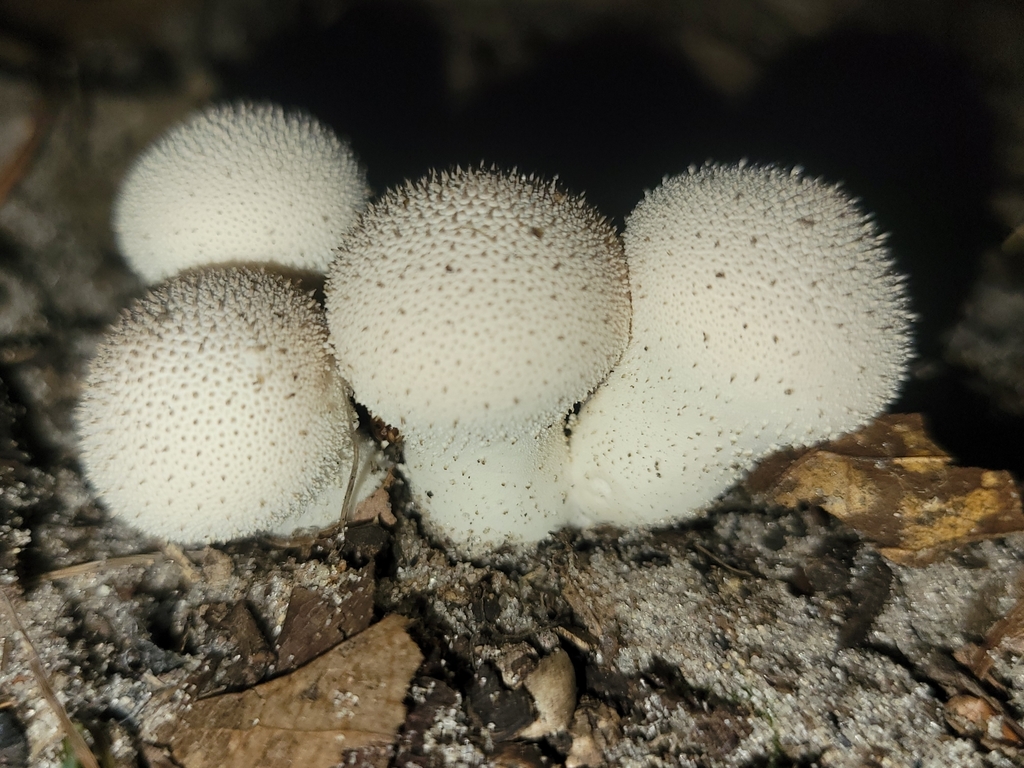 common puffball from Westchester Township, IN, USA on August 15, 2021 ...