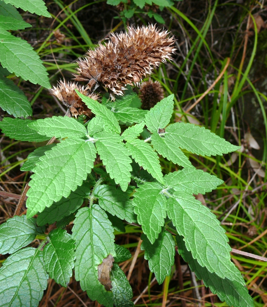 Balm of Gilead from Devils Peak slopes Mount Pleasant contour path ...