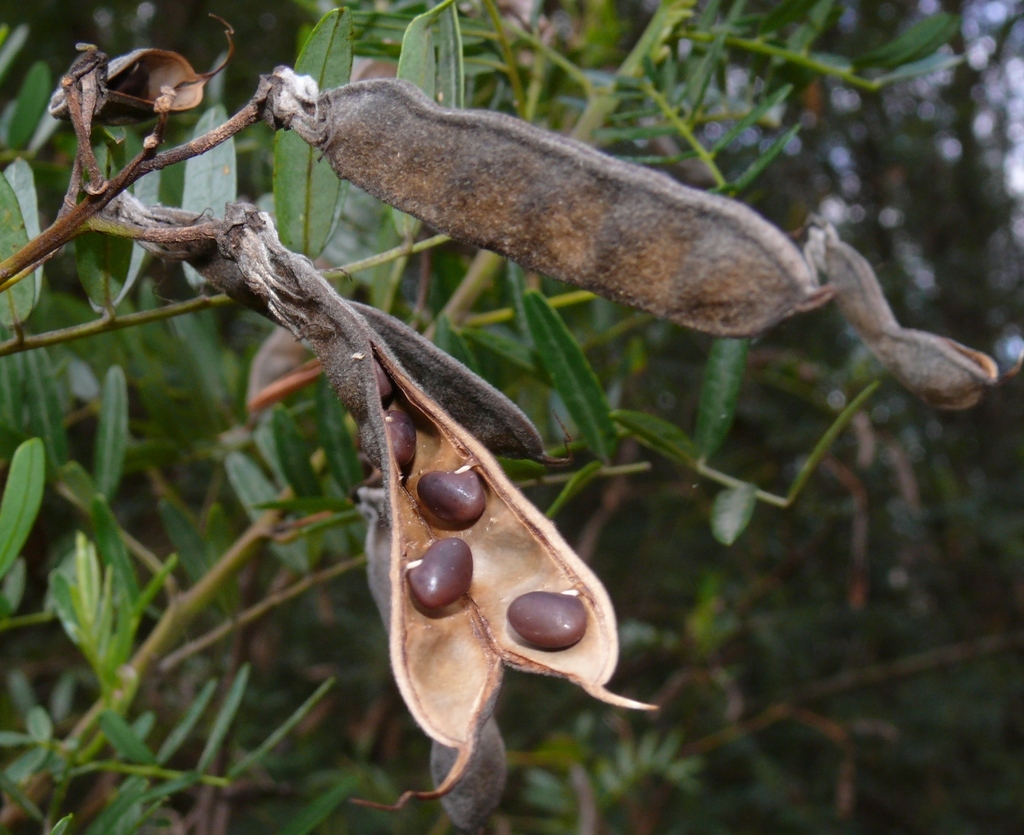 Keurboom (Virgilia) - Botanical Realm