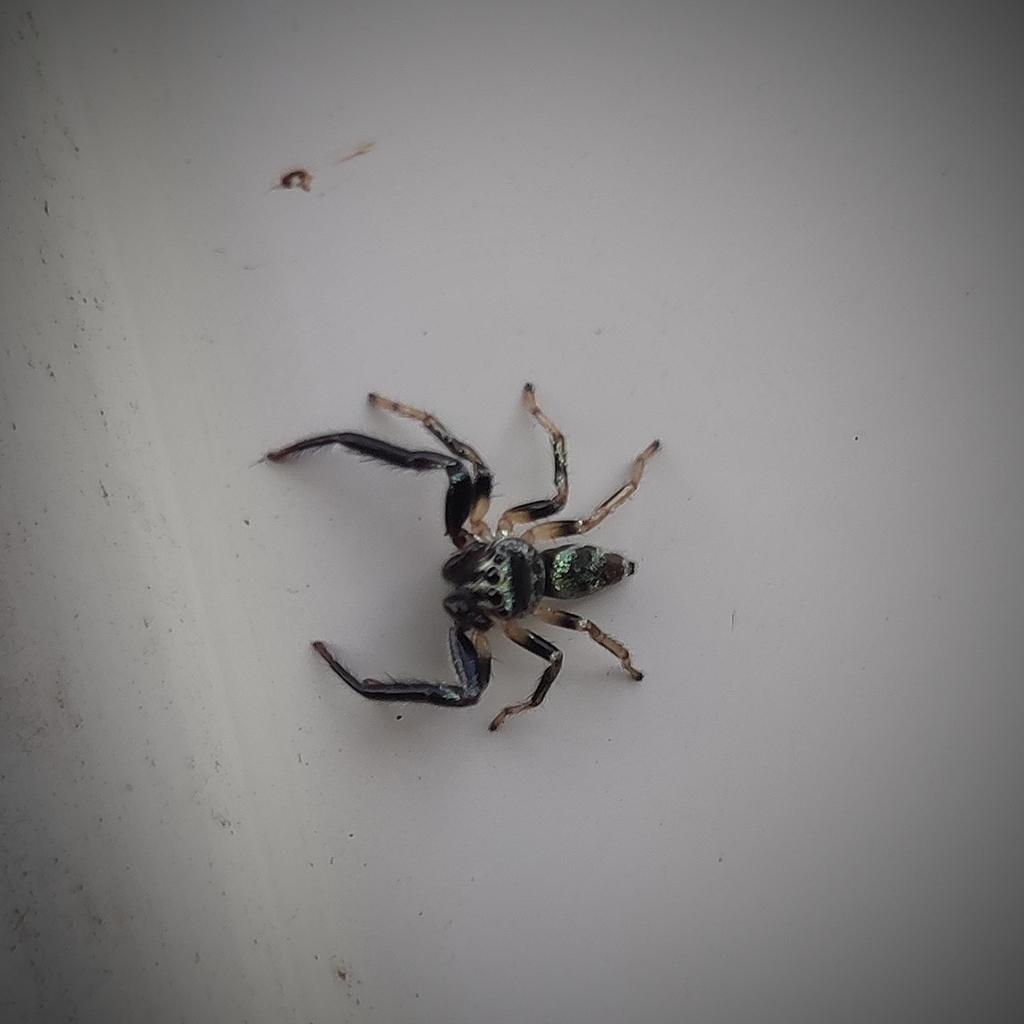Metallic blue jumper from Kunak, Sabah, Malaysia on August 06, 2021 at ...