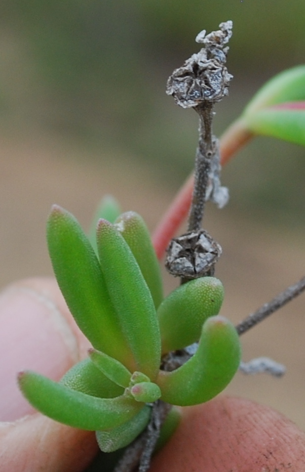 Delosperma saturatum from Dumbe No. 1 hut, Scheepershoek on November 10 ...