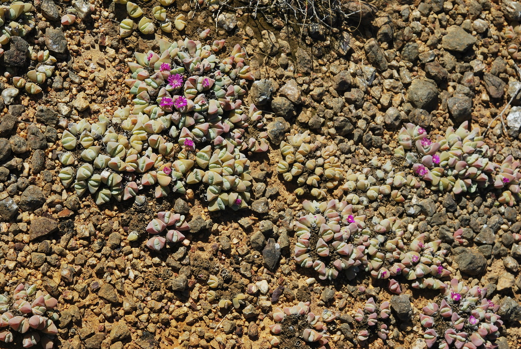 Ruens Humpfig in November 2011 by Charles Stirton. Gibbaeum haaglenii ...