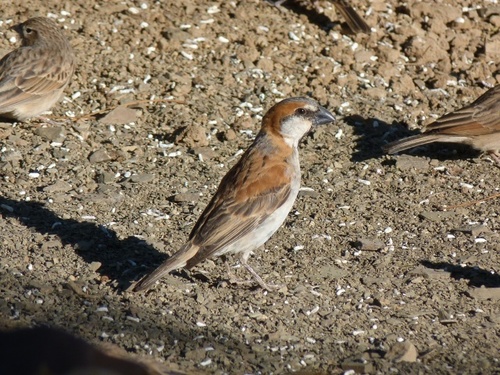 Passer motitensis motitensis (Especies y subespecies (Global ...
