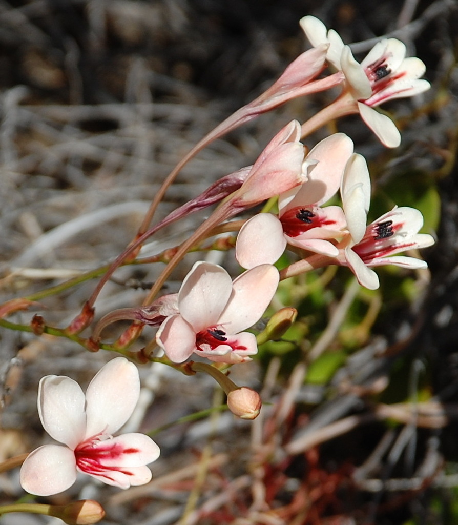 Crisp Plumeiris from Chapmans Peak Drive on November 10, 2007 by ...