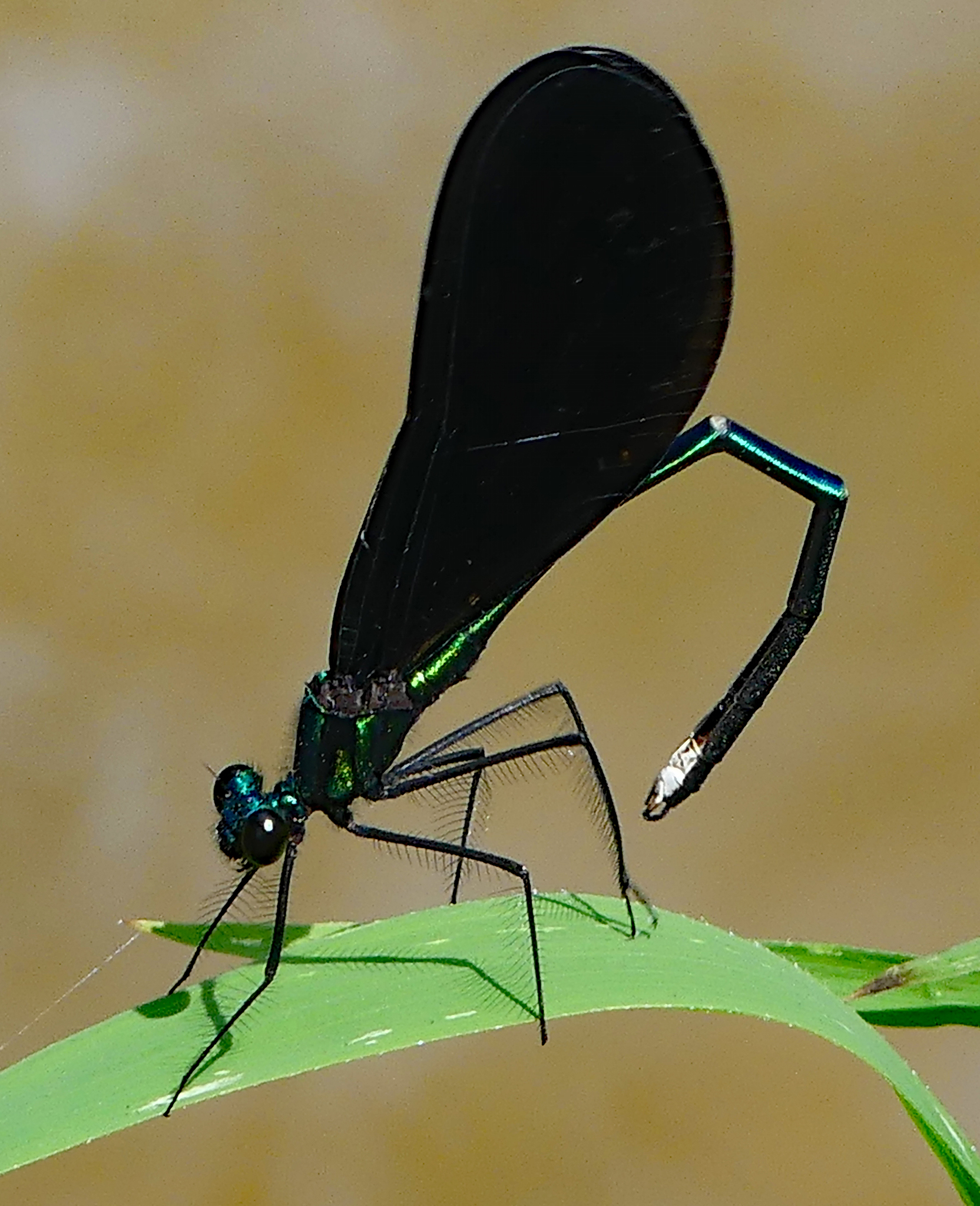 Calopterygidae