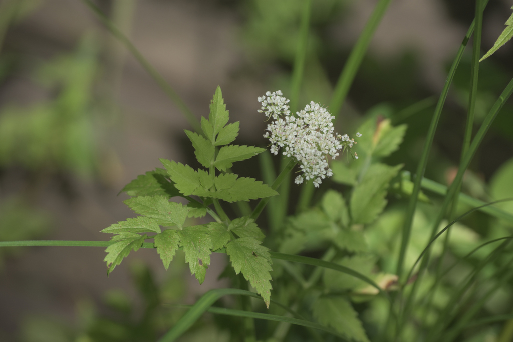 Java water-dropwort from Rowan Creek Columbia County, WI, USA on August ...