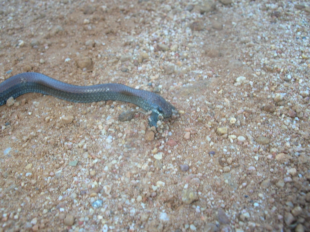 Southern Slugeater from Rhodes Memorial, Cape Town, South Africa on ...
