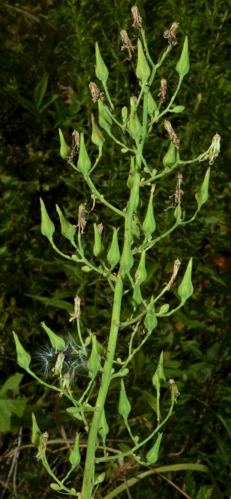 Canada wild lettuce (Alex's Foragable Plants) · iNaturalist