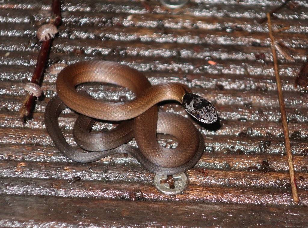 Chinese Many-tooth Snake from Daejeong-eup, Seogwipo-si, Jeju-do, South ...