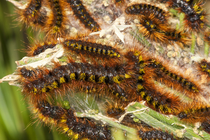 Silver-spotted Tiger Moth from Neawanna mill ponds, Seaside, Clatsop Co ...