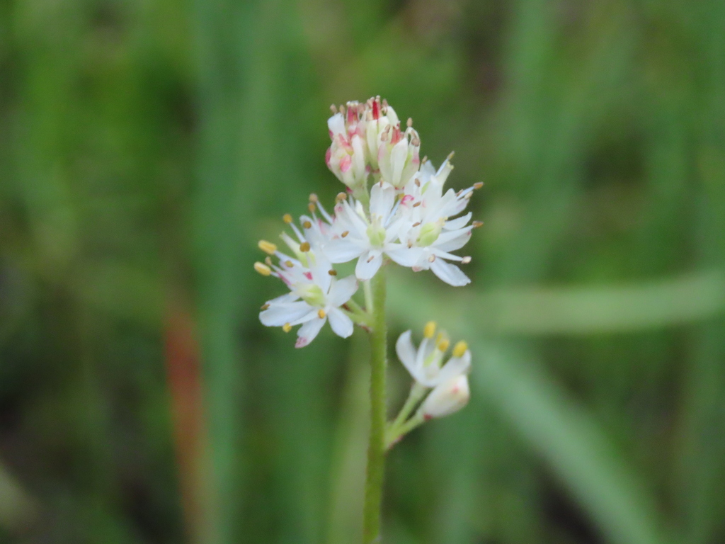 western false asphodel from Meadow Valley, CA, USA on July 15, 2021 at ...