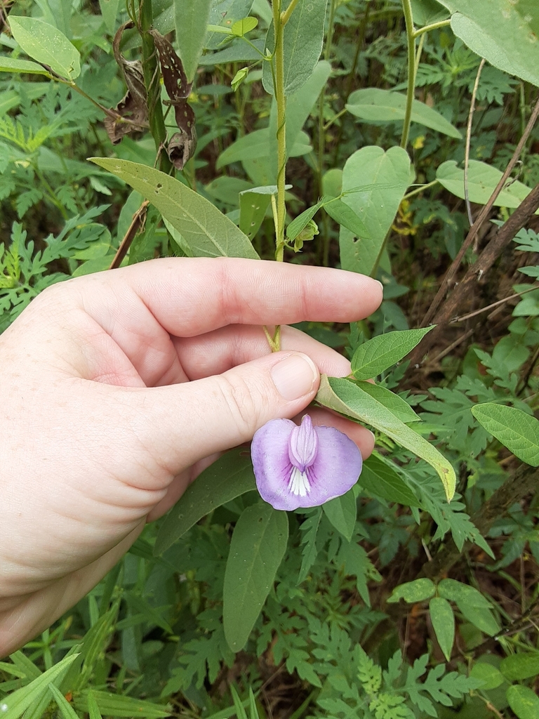 butterfly pea from Tyler, TX 75703, USA on August 15, 2021 at 11:49 AM ...