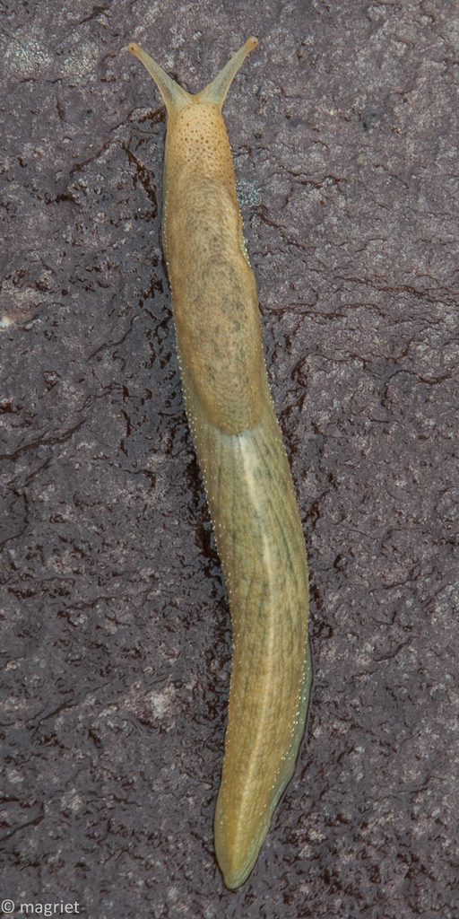 Canary Capeslug from Kleinmond contour path on September 21, 2012 by ...