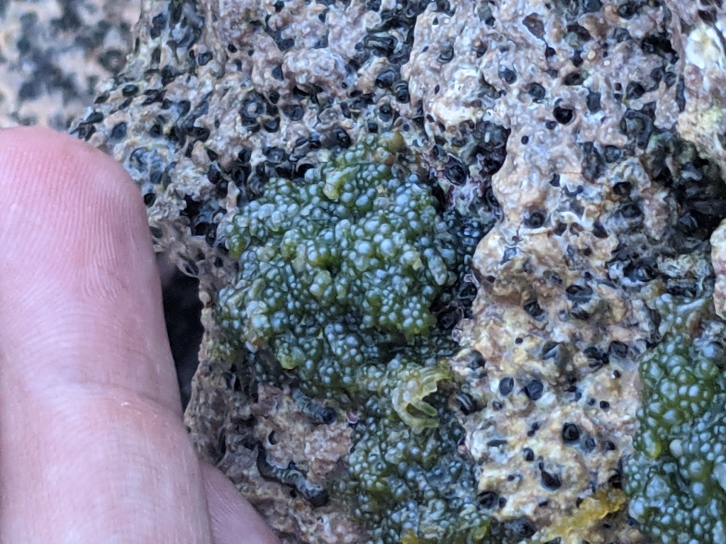 (Dictyosphaeria ocellata) - Botanical Realm