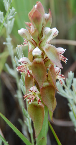 Variety Satyrium cristatum cristatum · iNaturalist