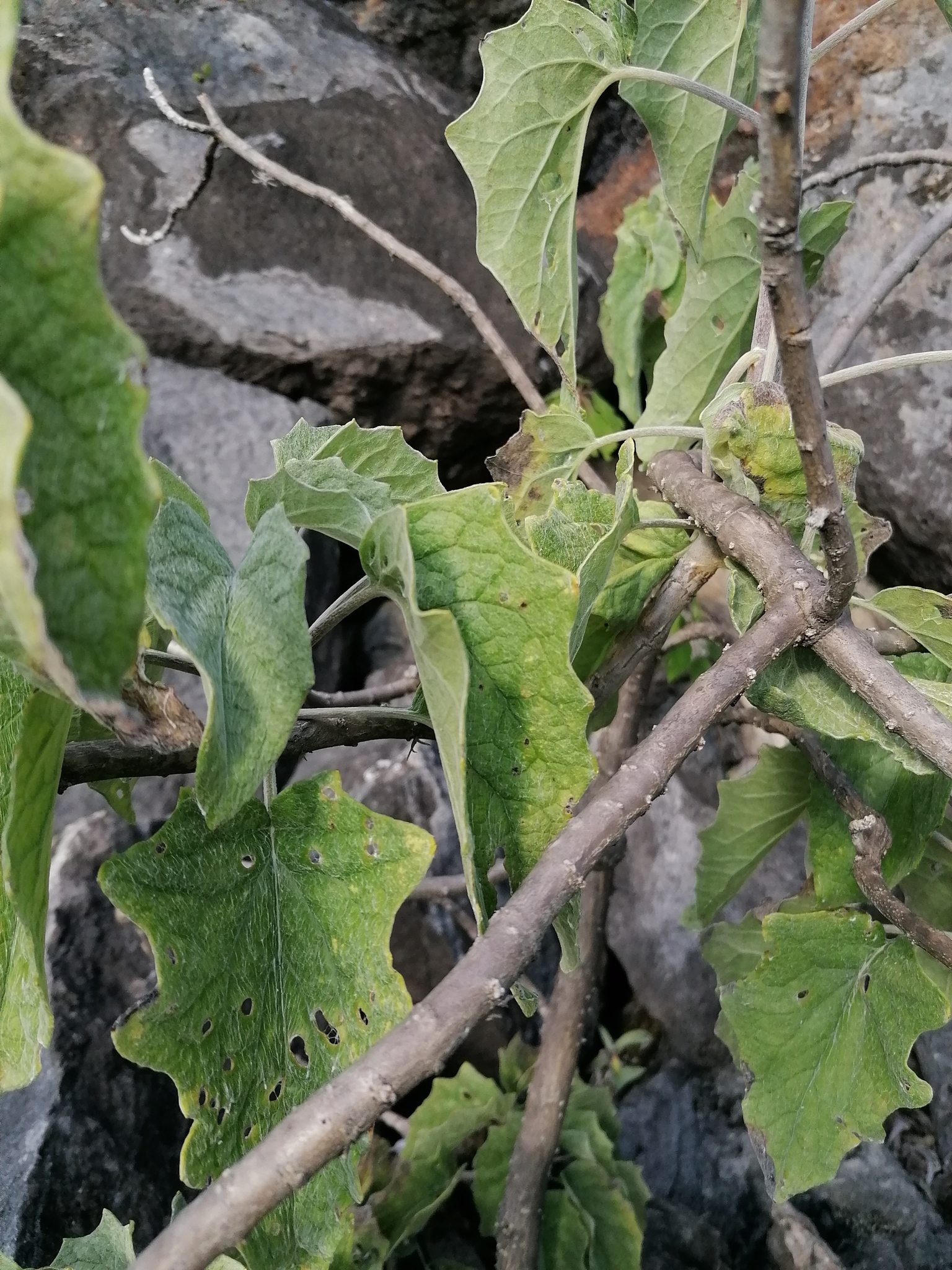 Pittocaulon velatum (Greenm.) H.Rob. & Brettell