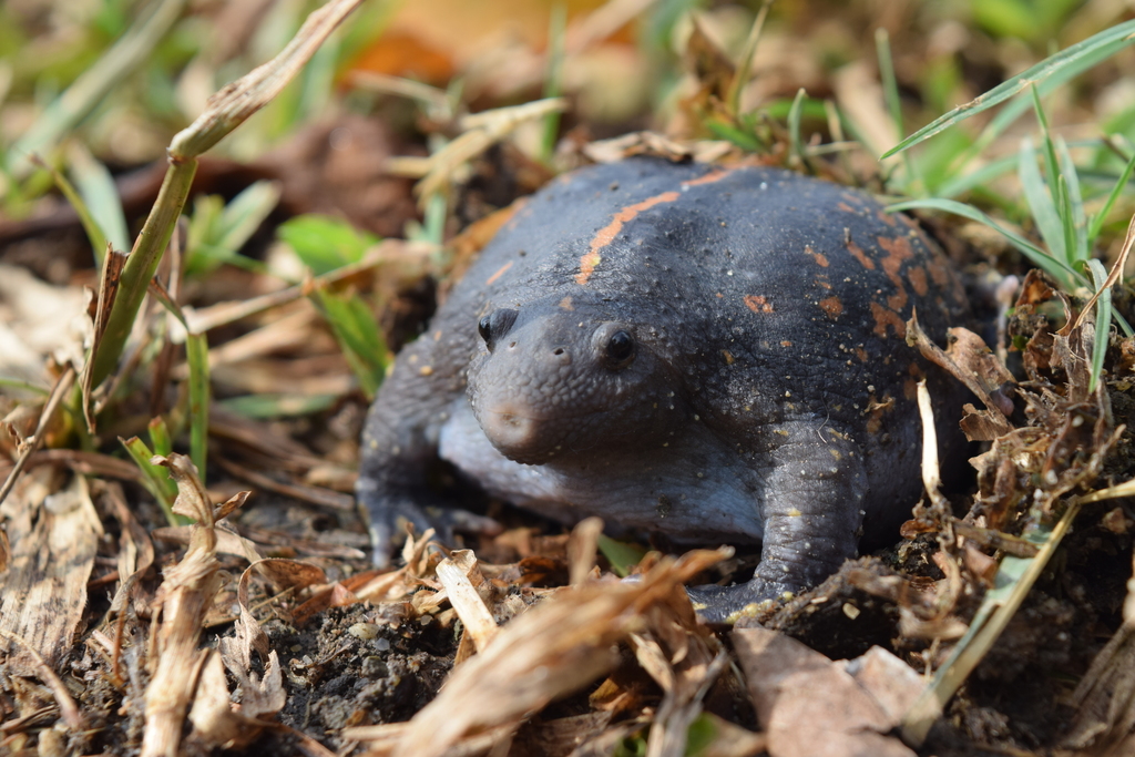 Mexican Burrowing Toad from Jáltipan, Ver., México on April 11, 2018 at ...