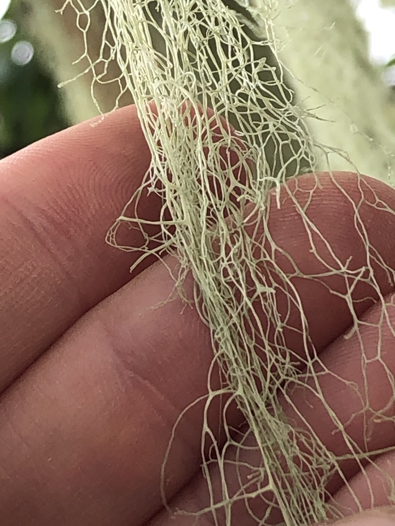 lace lichen in August 2021 by Bobby Valentine · iNaturalist