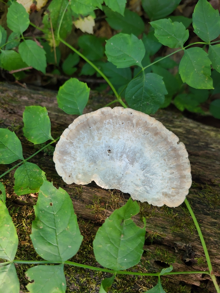 green cheese polypore from Point Township, IN 47620, USA on August 14 ...