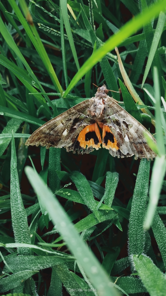 Common Fruit-piercing Moth from Gujjar Basti, Chidiyapur Forest Range ...
