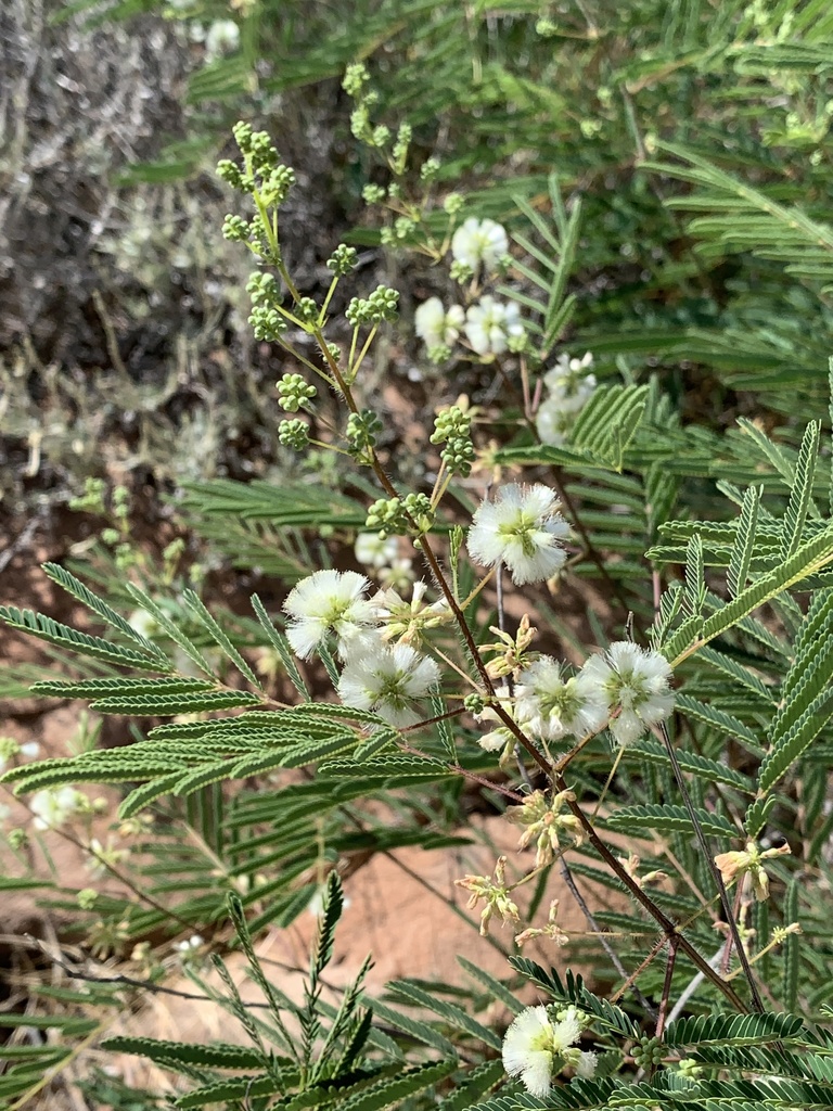 prairie acacia from Gila, Arizona, United States on August 11, 2021 at ...