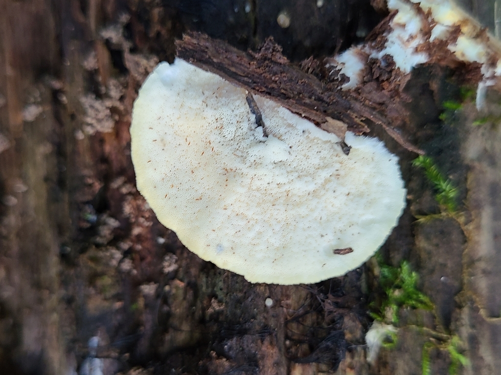 Tyromyces galactinus from Point Township, IN 47620, USA on August 14 ...