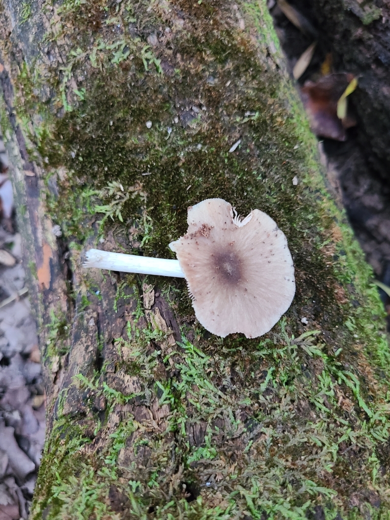 Pluteus americanus from Black Township, IN 47620, USA on August 14 ...