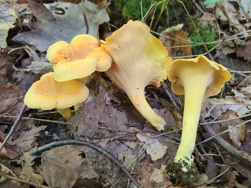 Cantharellus flavolateritius from Lynn Township, IN, USA on August 14 ...