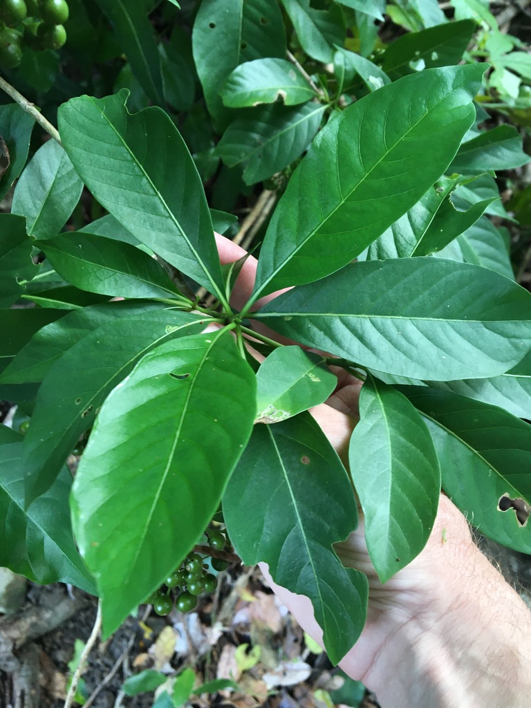 Pavetta from Molle Islands National Park, Daydream Island, QLD, AU on ...