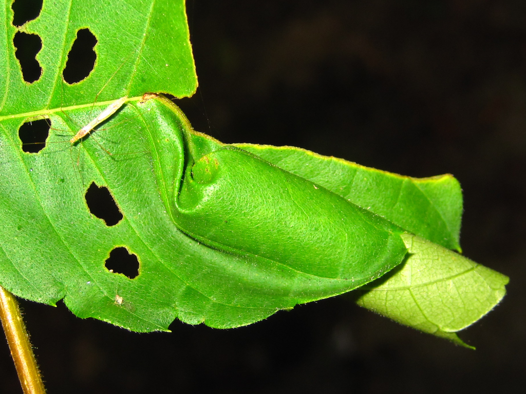Tomapoderus ruficollis from 대한민국 충청남도 천안시 서북구 on July 28, 2012 by ...