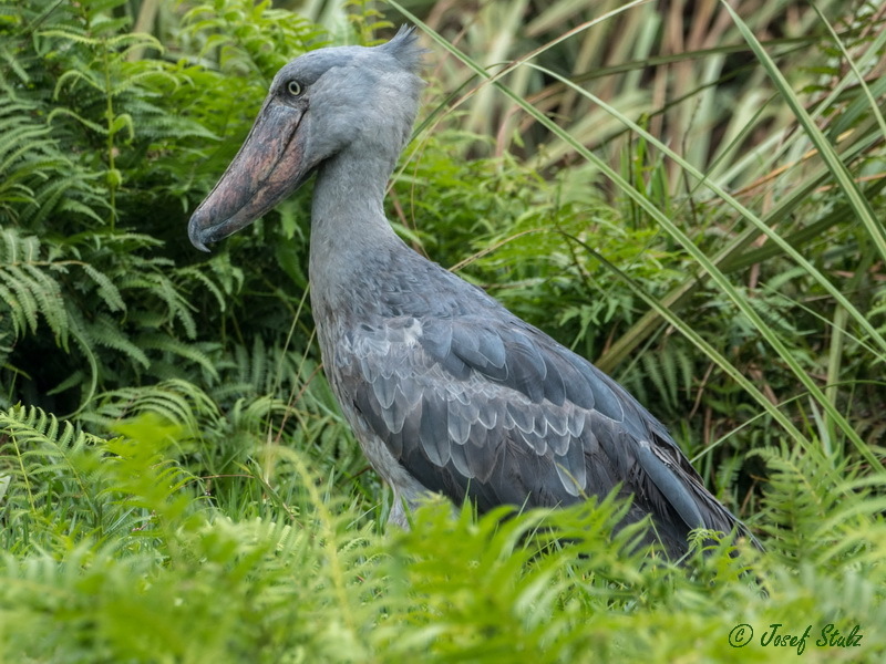 Shoebill in July 2021 by Josef Stulz · iNaturalist