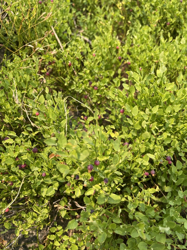 Grouse Whortleberry from Riggins, ID, US on August 15, 2021 at 10:59 AM ...