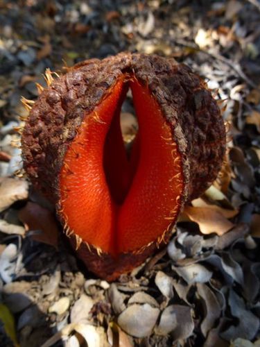 Hydnora Africana